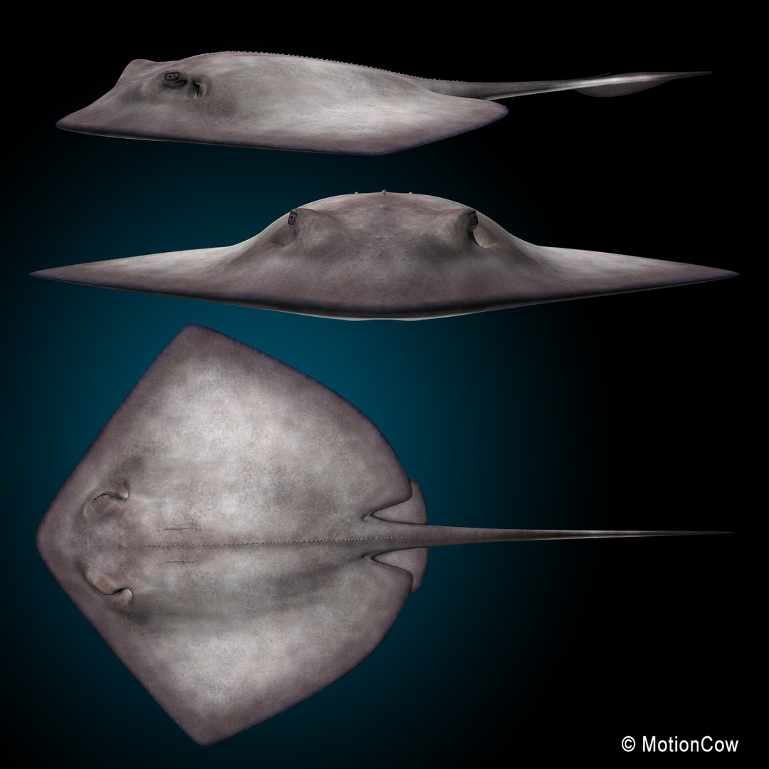 3d realistic stingray model