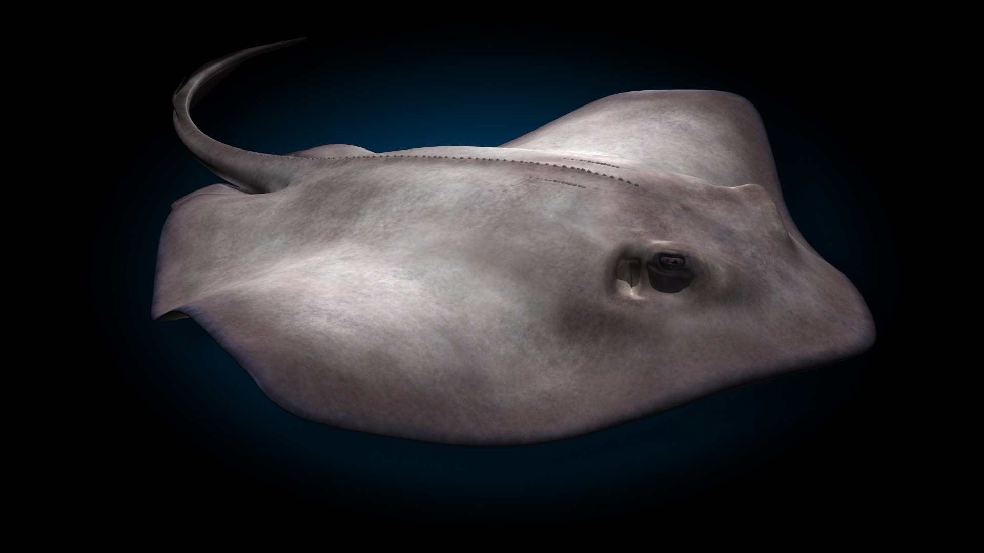 3d Realistic Stingray Model