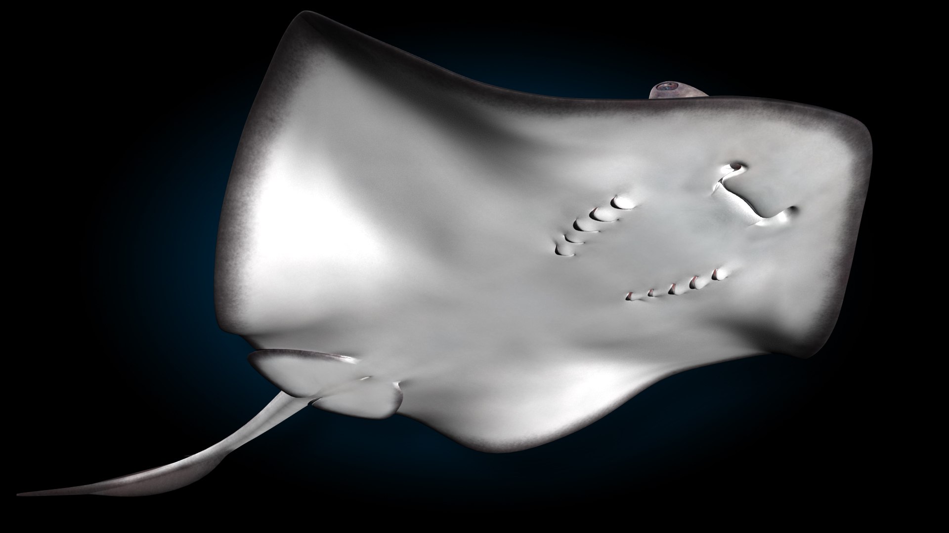 3d Realistic Stingray Model