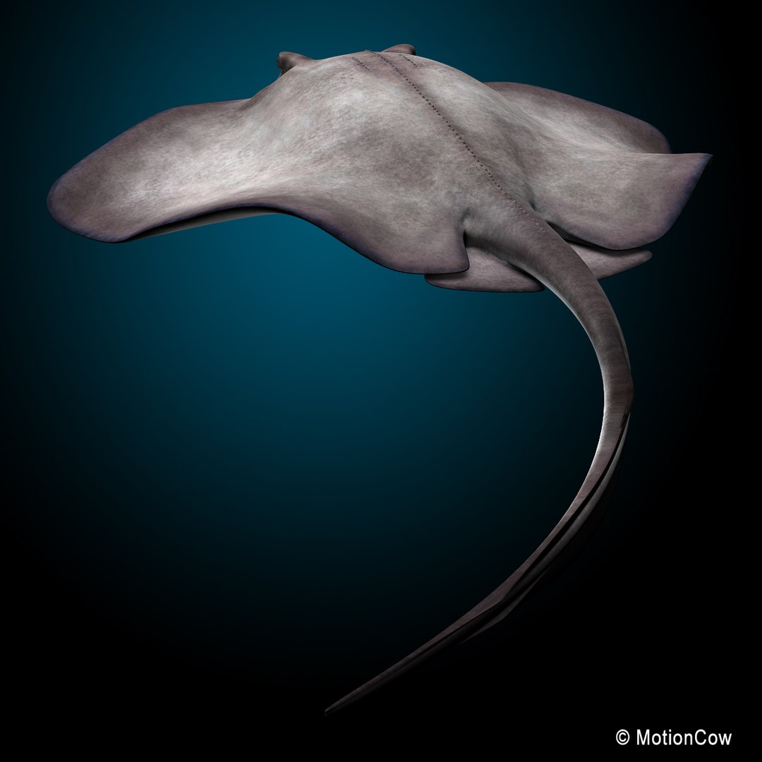 3d realistic stingray model