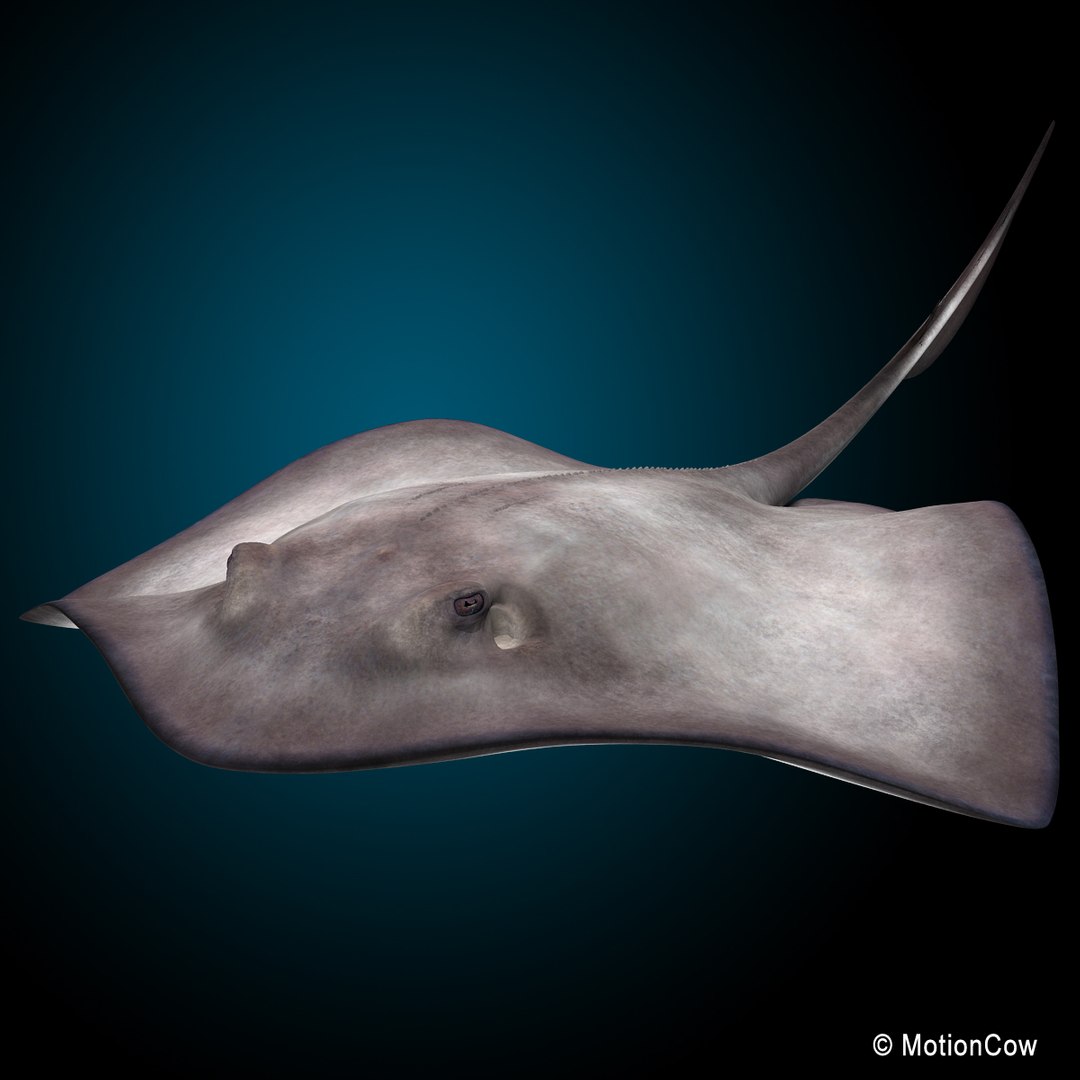 3d realistic stingray model