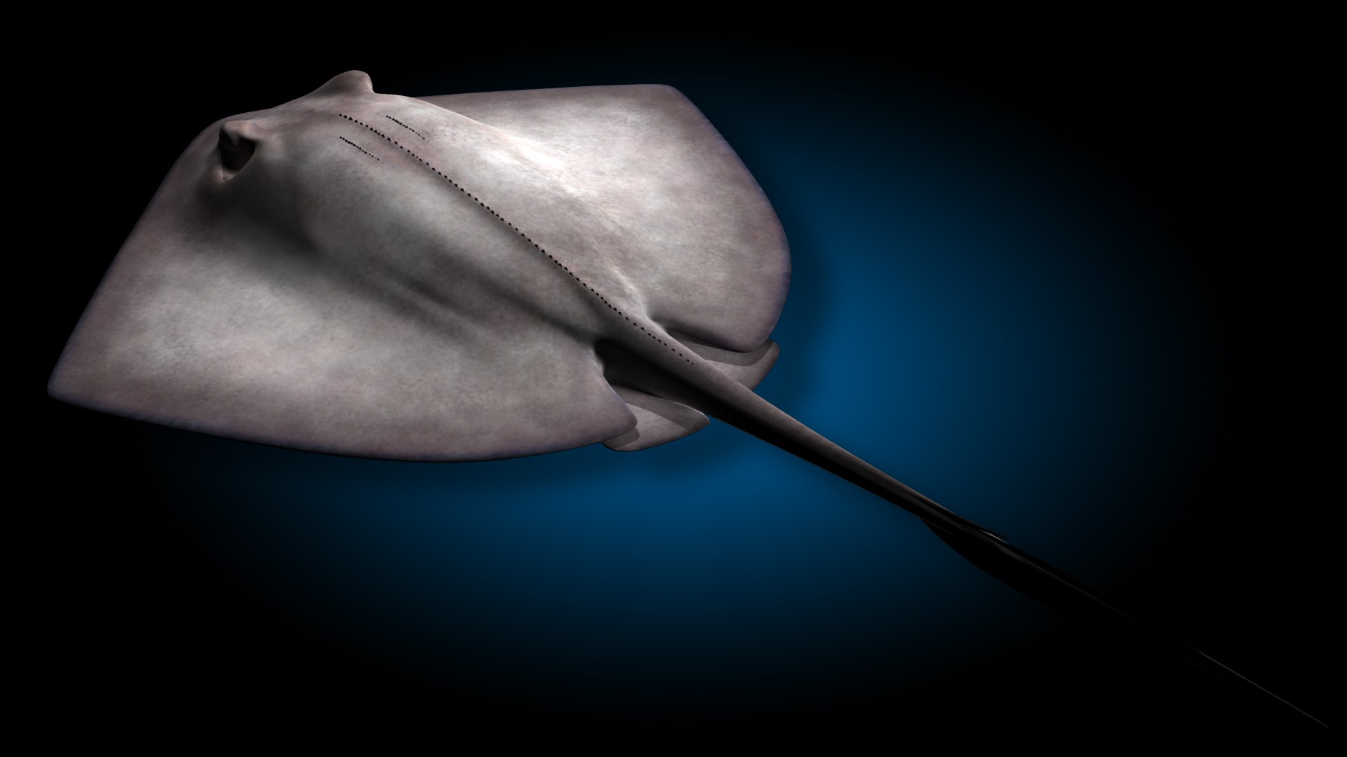 3d Realistic Stingray Model