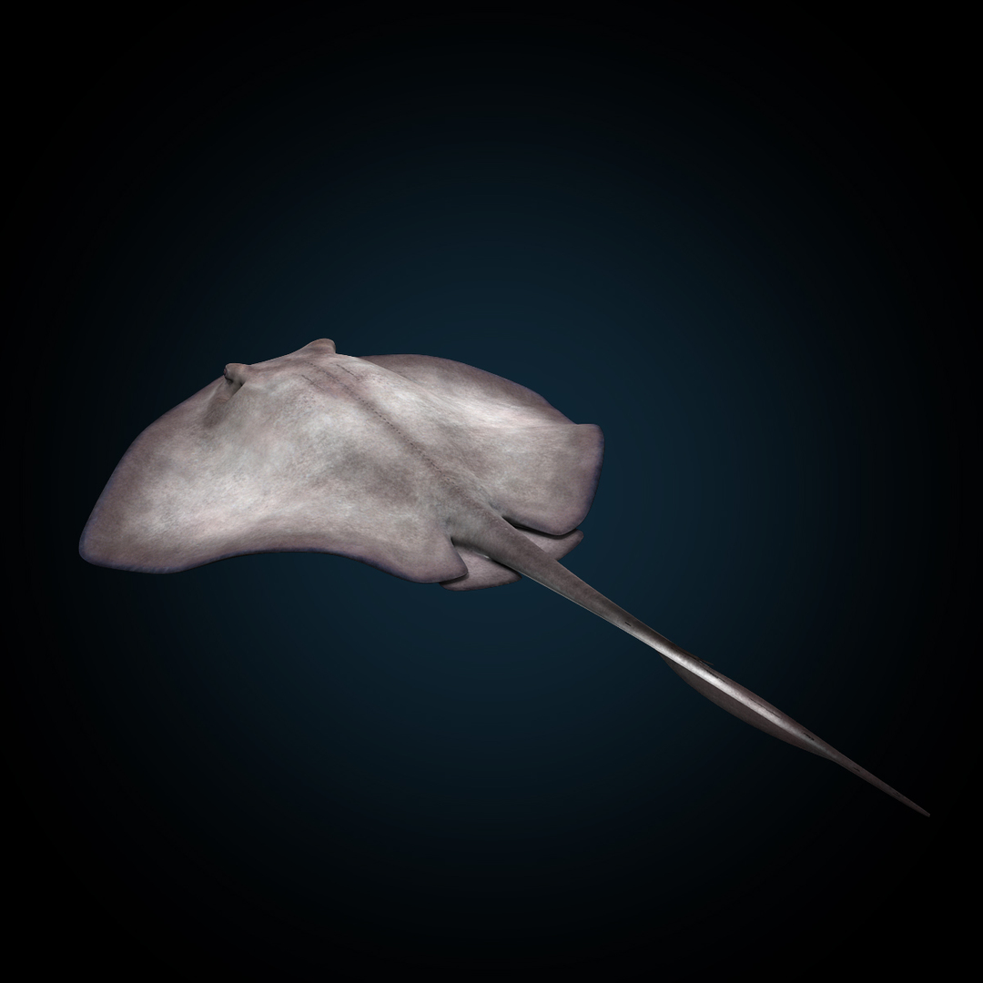 3d realistic stingray model