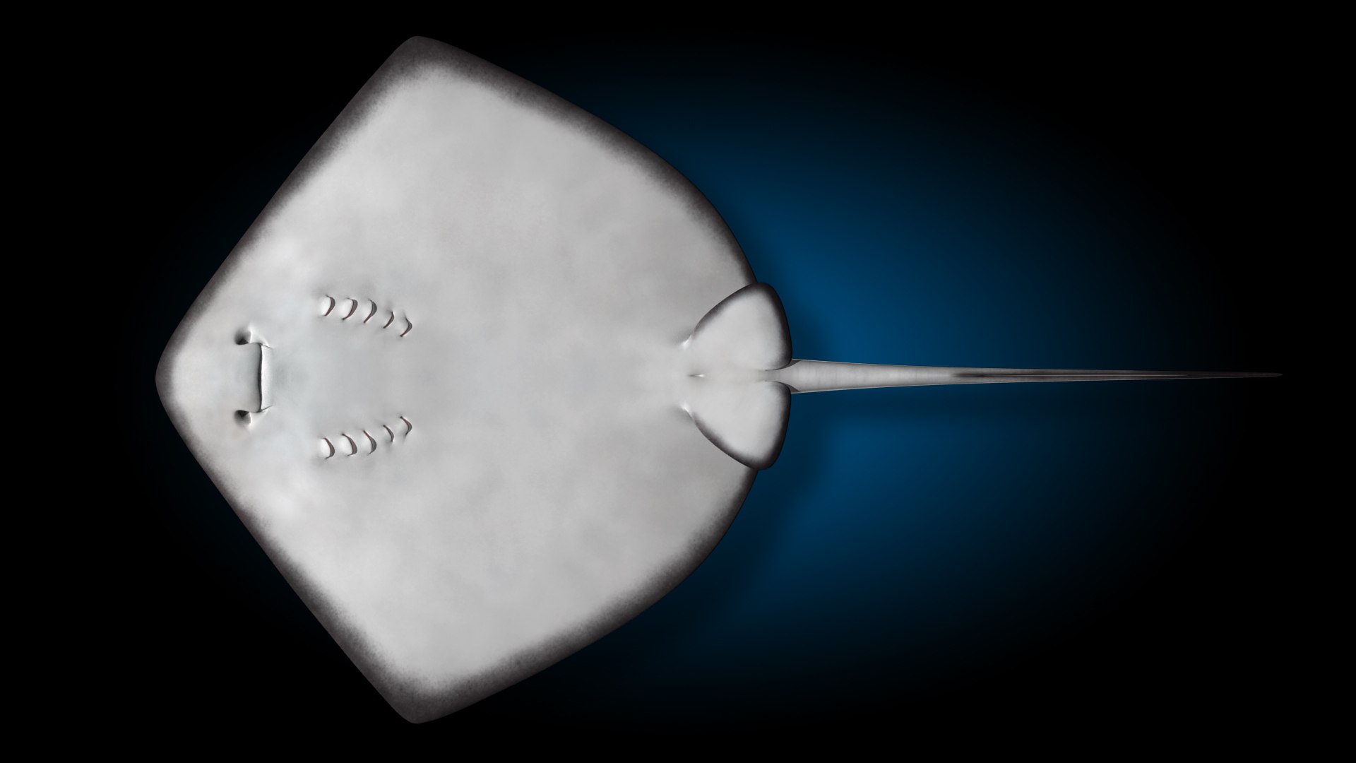 3d Realistic Stingray Model