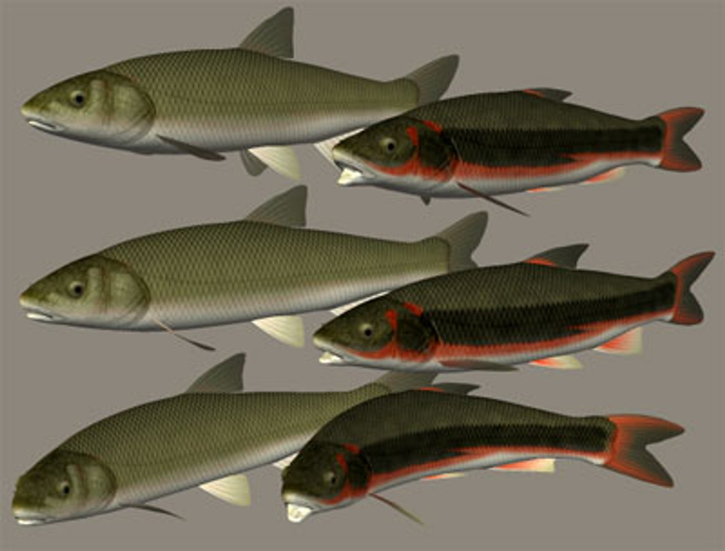 pacific redfin marutaugui 3ds