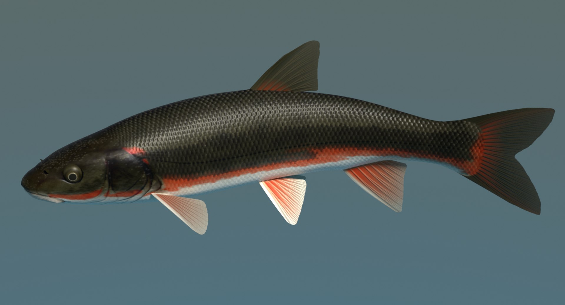 pacific redfin marutaugui 3ds