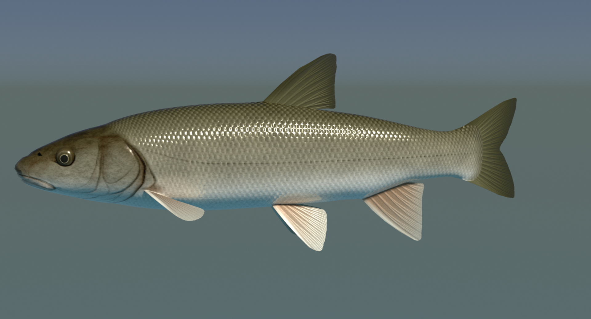 pacific redfin marutaugui 3ds