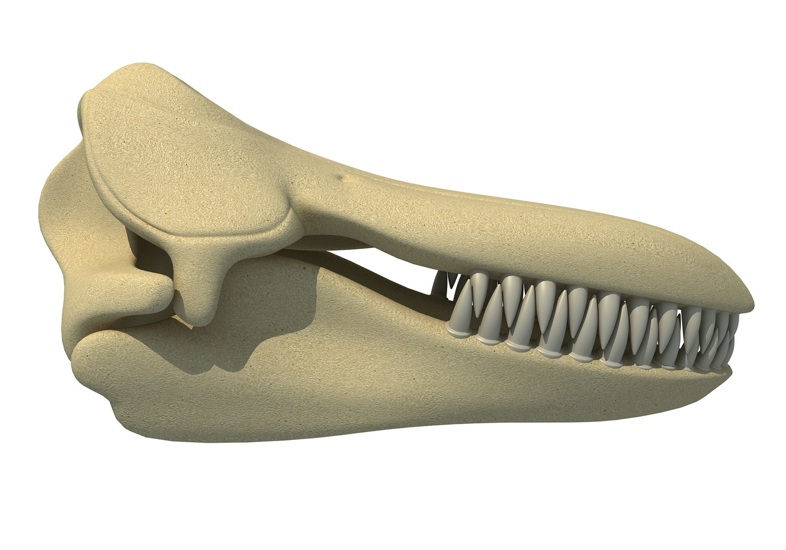 3D Model Killer Whale Orca Skull Skeleton - TurboSquid 1170361