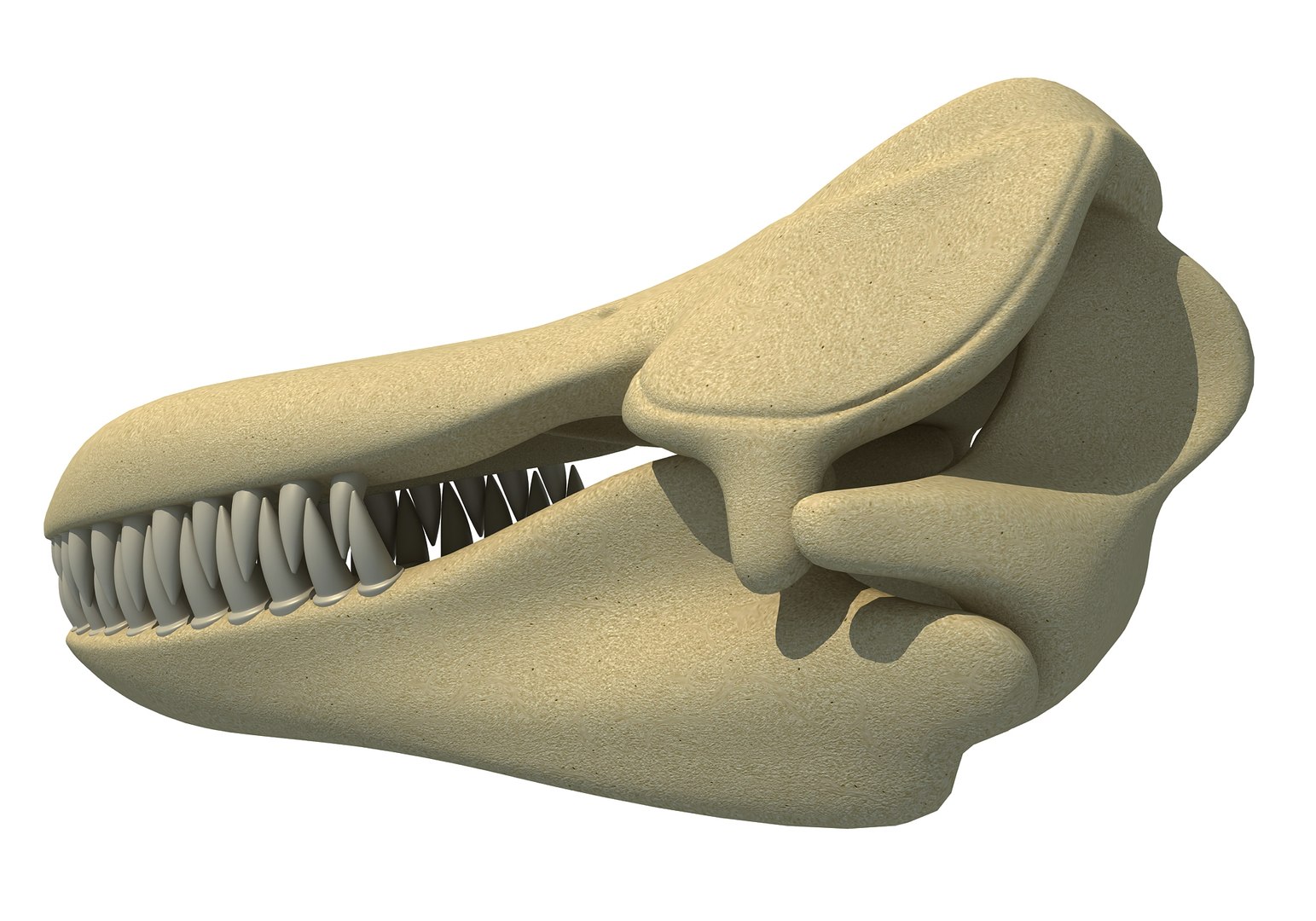 3D Model Killer Whale Orca Skull Skeleton - TurboSquid 1170361