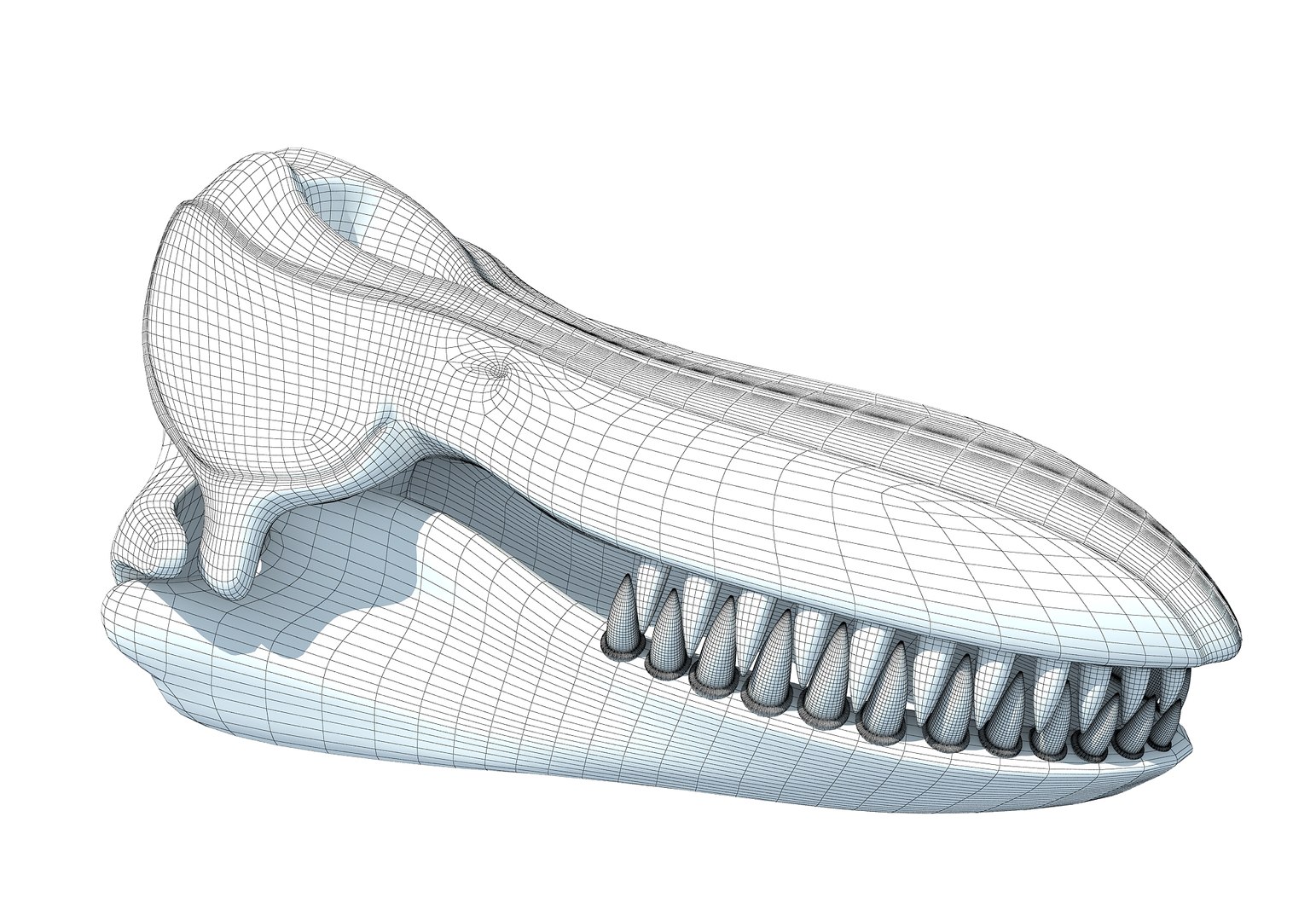 3D Model Killer Whale Orca Skull Skeleton - TurboSquid 1170361