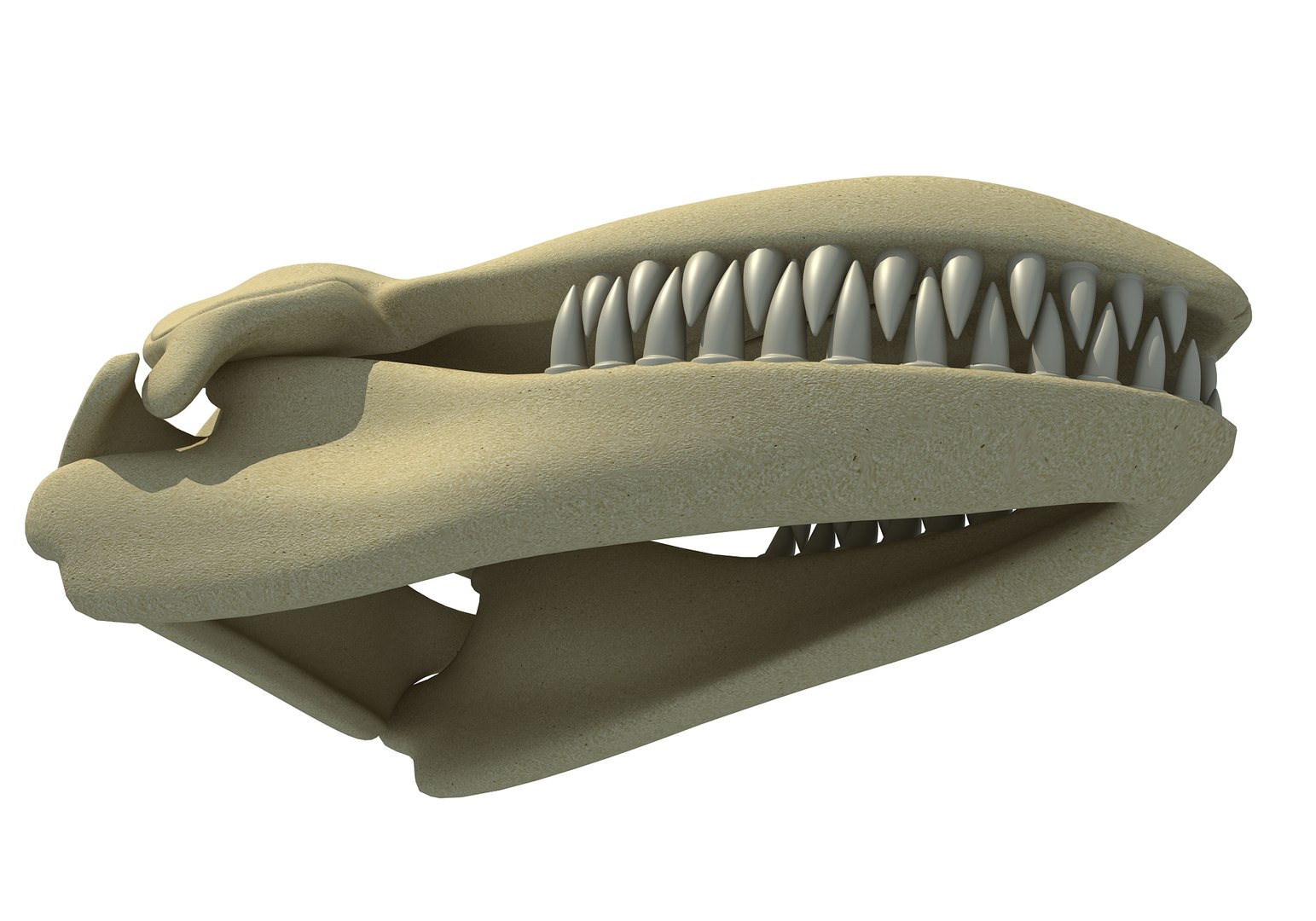 3D Model Killer Whale Orca Skull Skeleton - TurboSquid 1170361