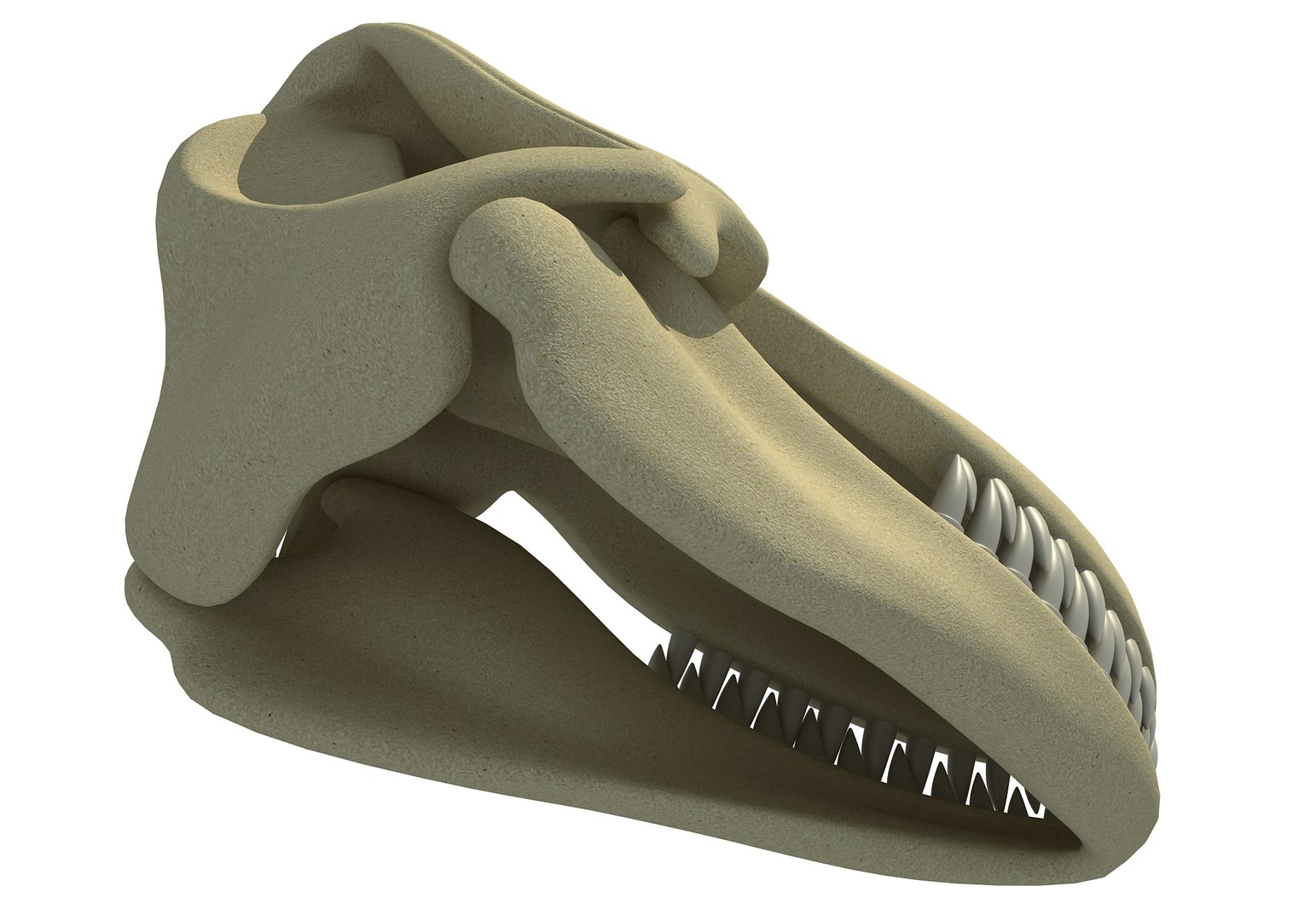 3D Model Killer Whale Orca Skull Skeleton - TurboSquid 1170361