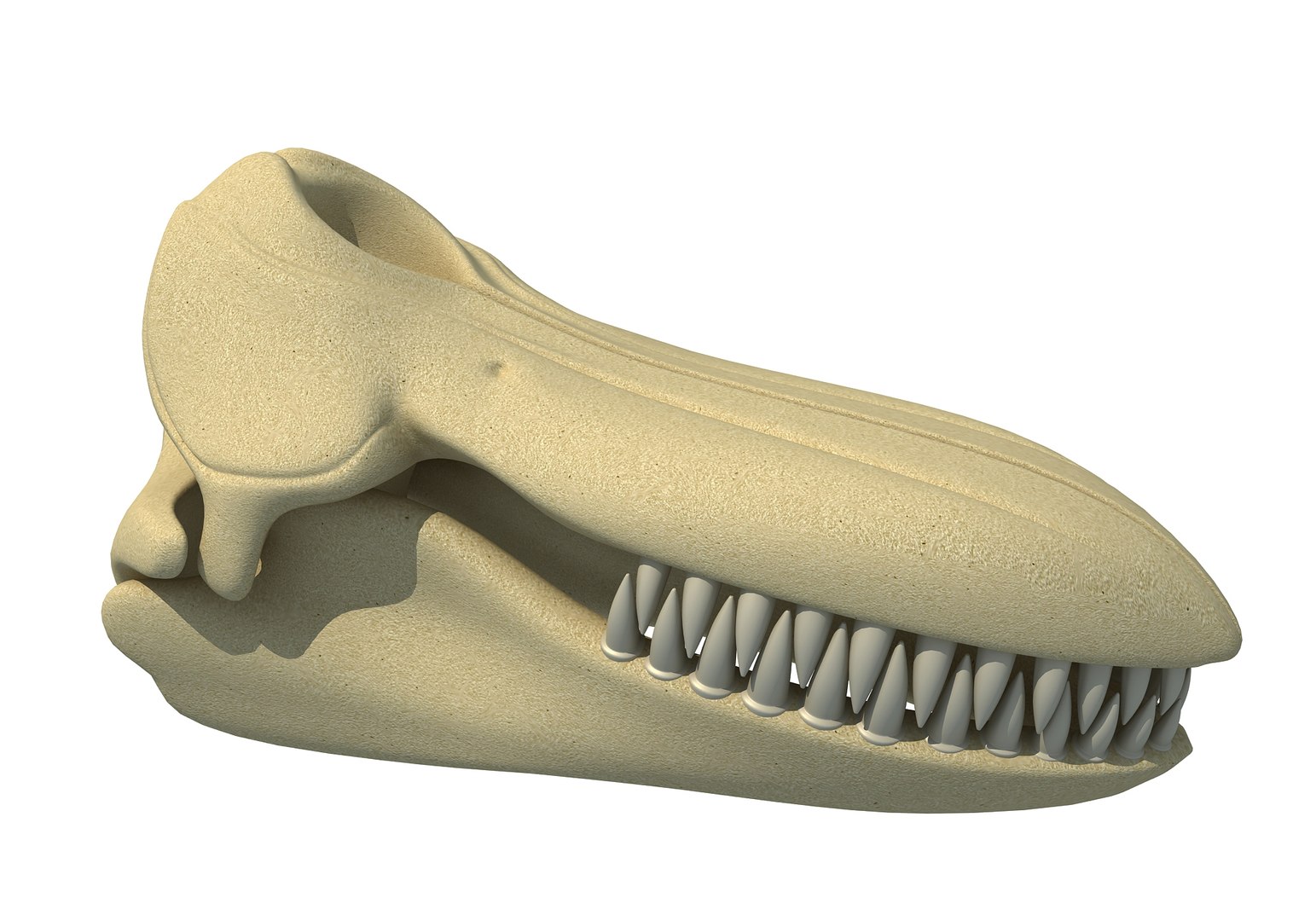 3D Model Killer Whale Orca Skull Skeleton - TurboSquid 1170361