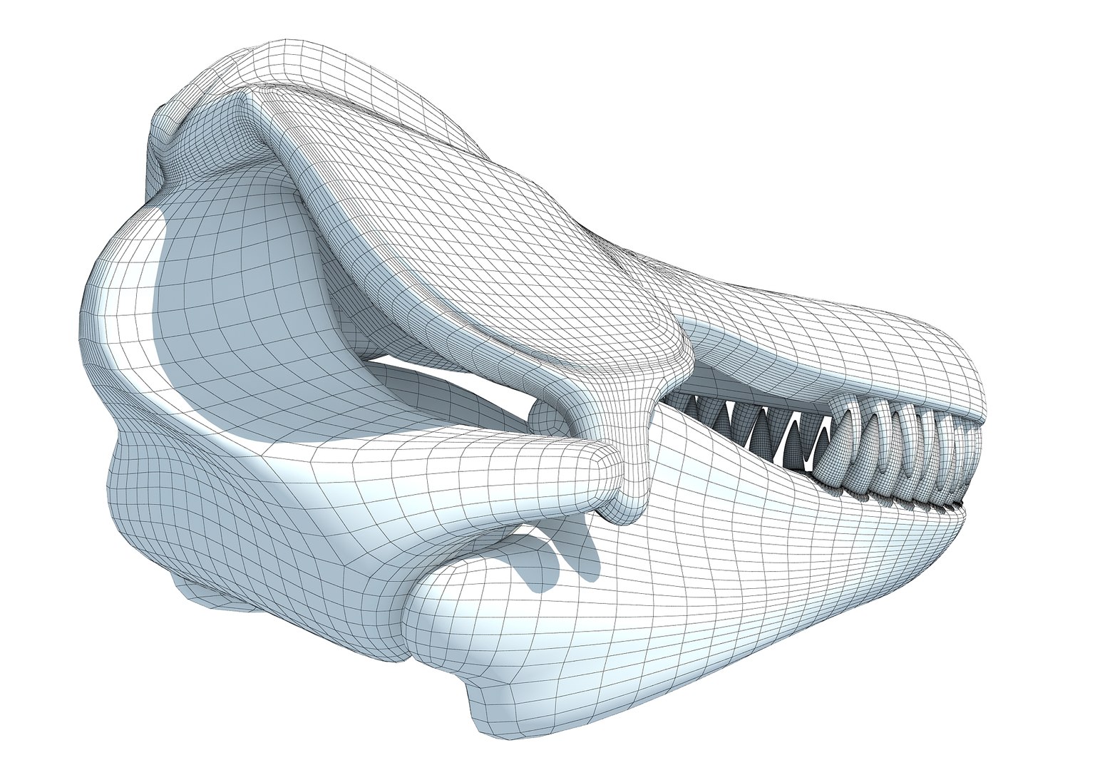 3D Model Killer Whale Orca Skull Skeleton - TurboSquid 1170361