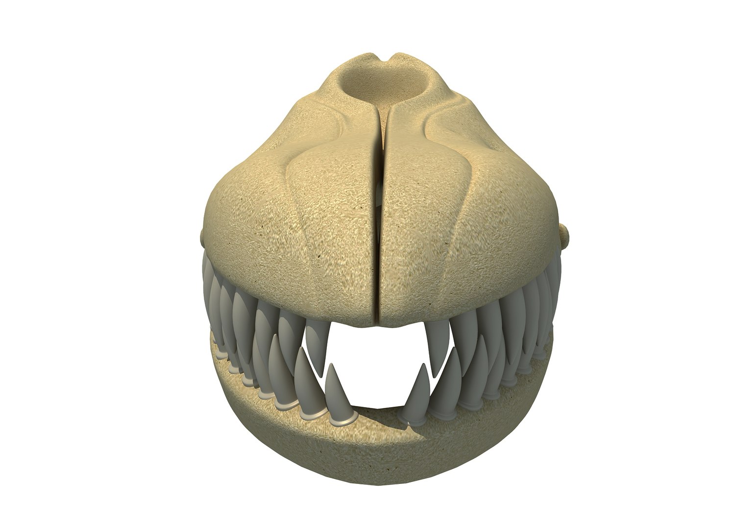 3D Model Killer Whale Orca Skull Skeleton - TurboSquid 1170361