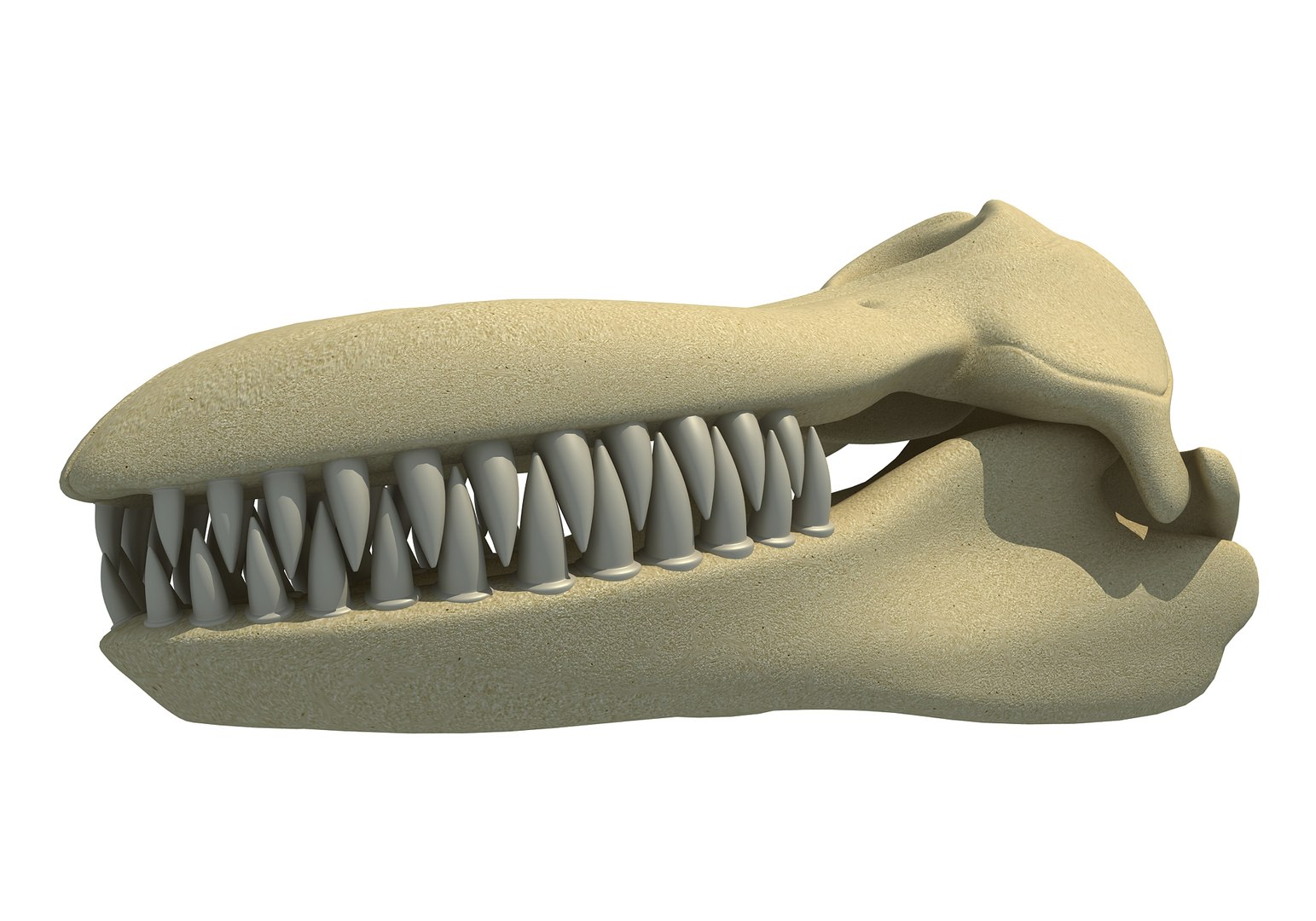 3D Model Killer Whale Orca Skull Skeleton - TurboSquid 1170361