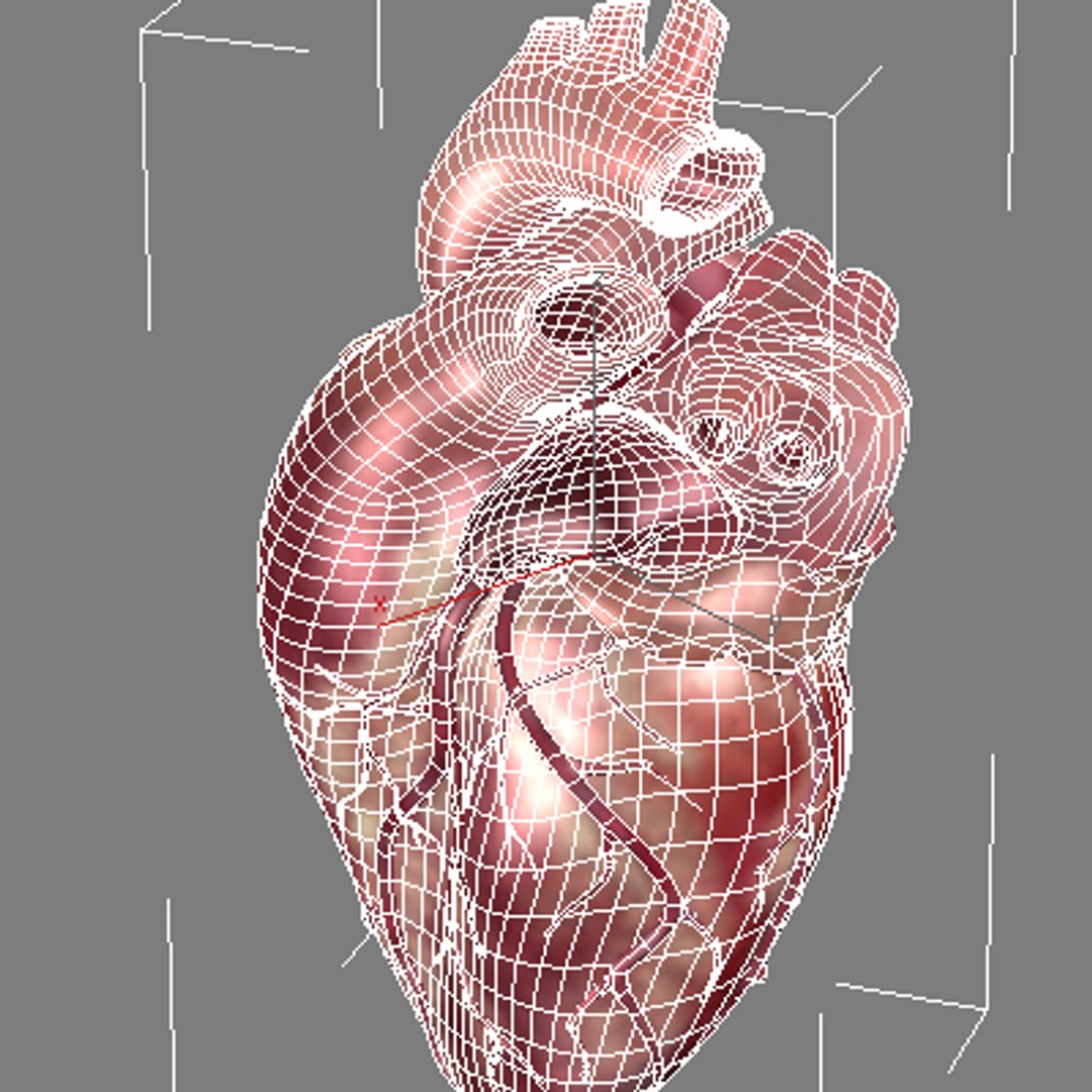 Heart 3d Model
