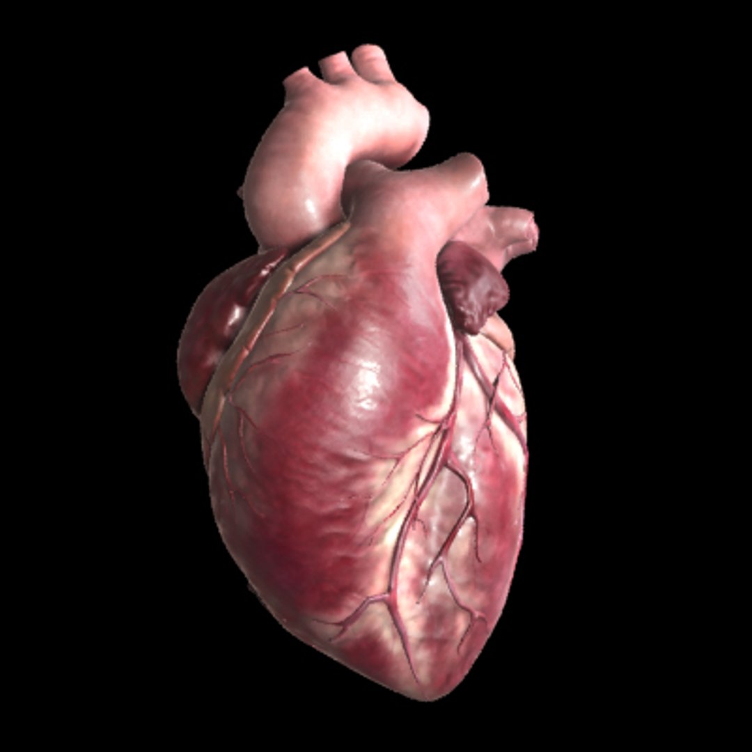 Heart 3d Model