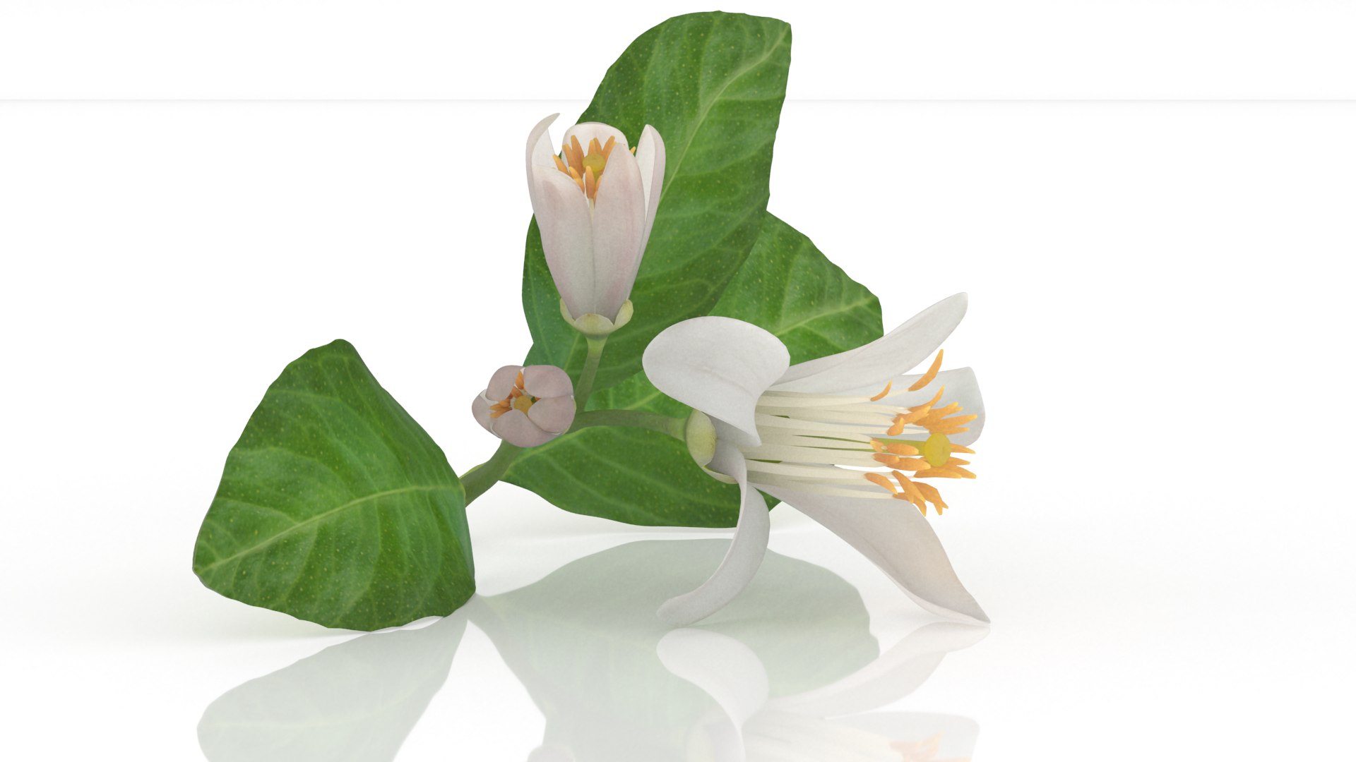 Orange Citrus Flower Realistic 3D - TurboSquid 1640342