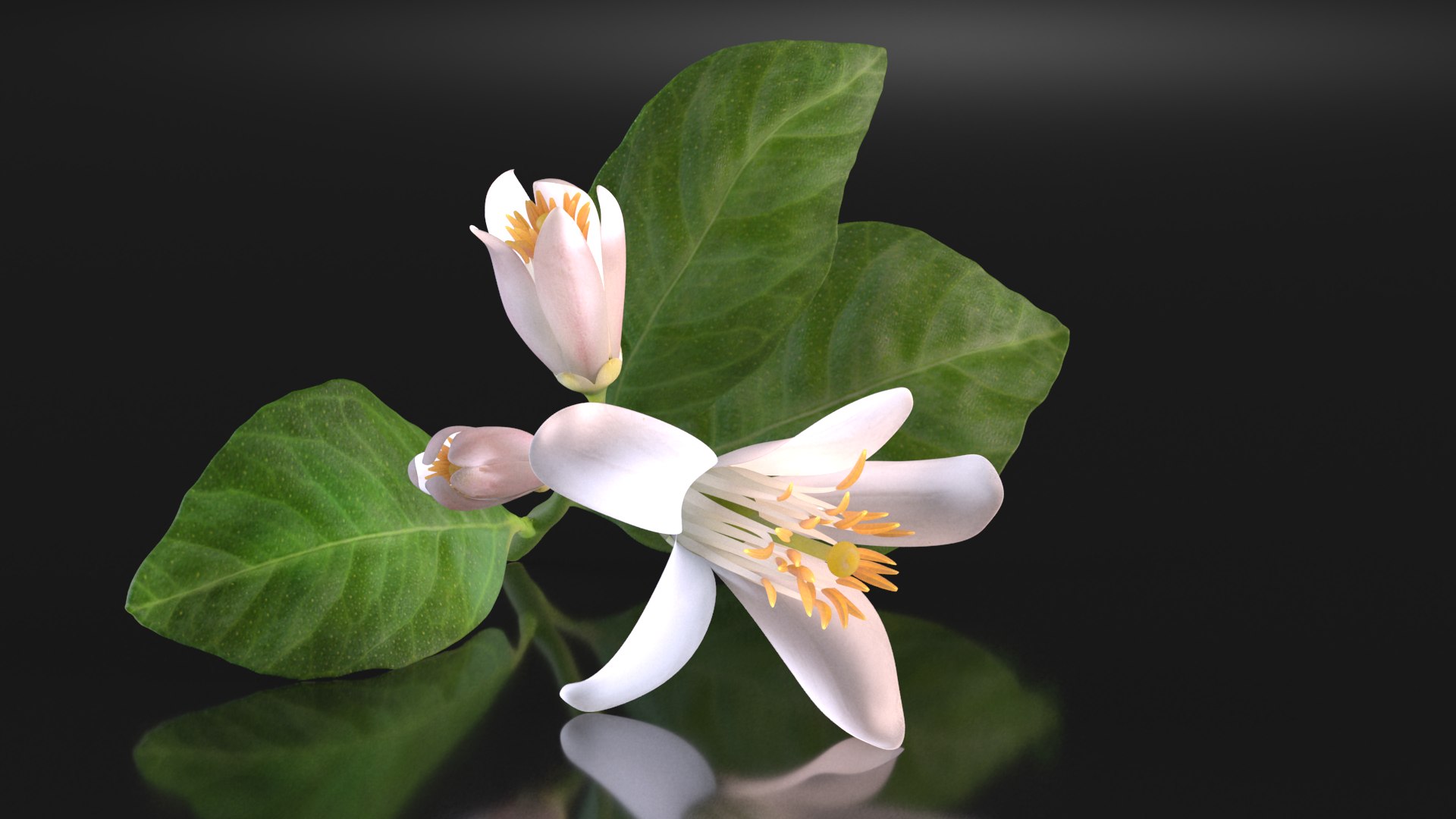 Orange Citrus Flower Realistic 3D - TurboSquid 1640342