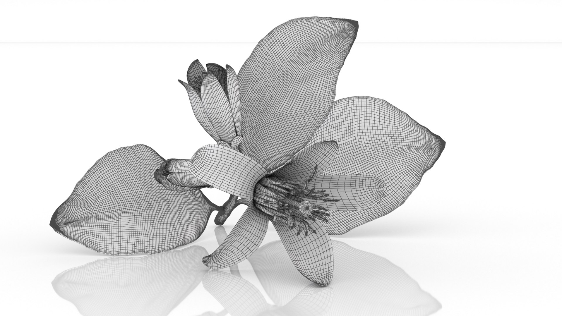 Orange Citrus Flower Realistic 3D - TurboSquid 1640342