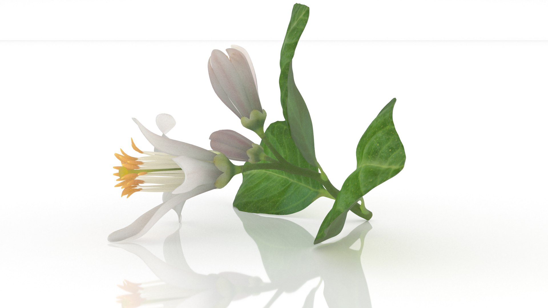 Orange Citrus Flower Realistic 3D - TurboSquid 1640342