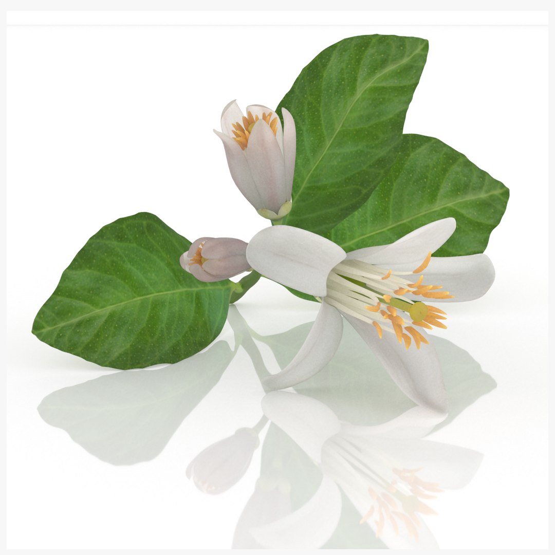 Orange citrus flower realistic 3D - TurboSquid 1640342