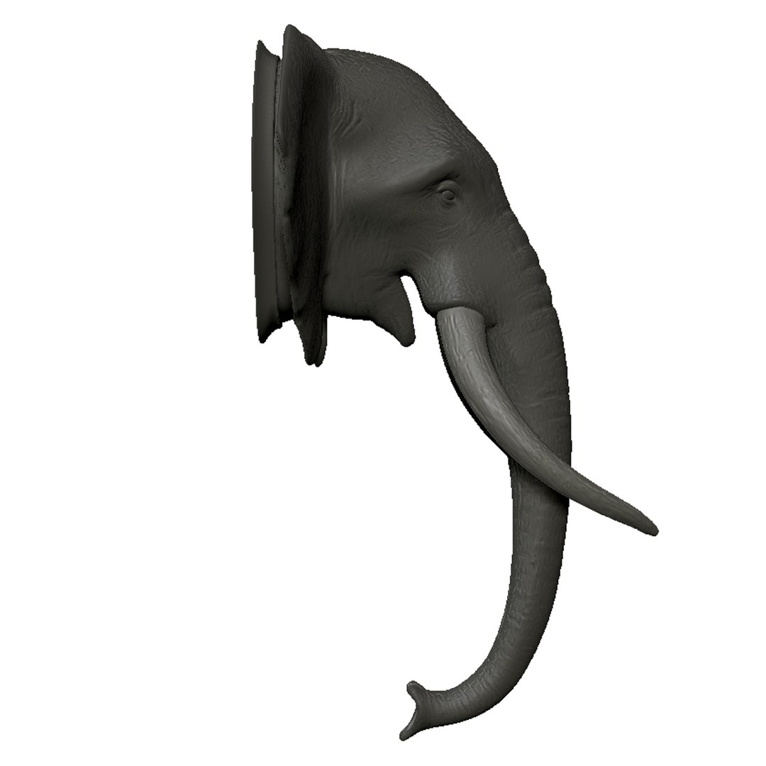 Elephant Head Trophy Wall Mount 3D Model - TurboSquid 1455177