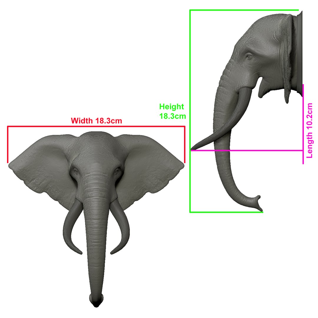 Elephant Head Trophy Wall Mount 3D Model - TurboSquid 1455177