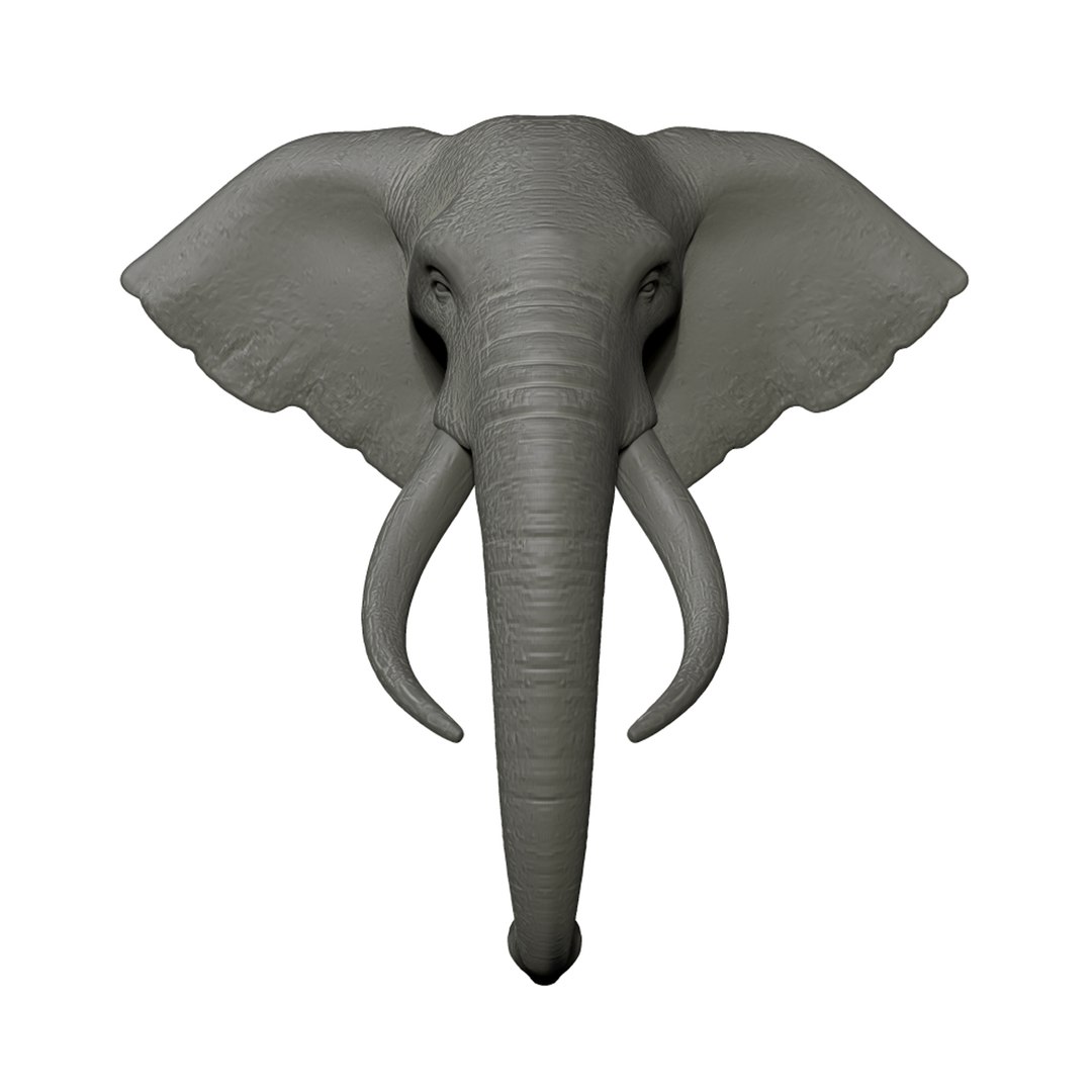 Elephant Head Trophy Wall Mount 3D Model - TurboSquid 1455177