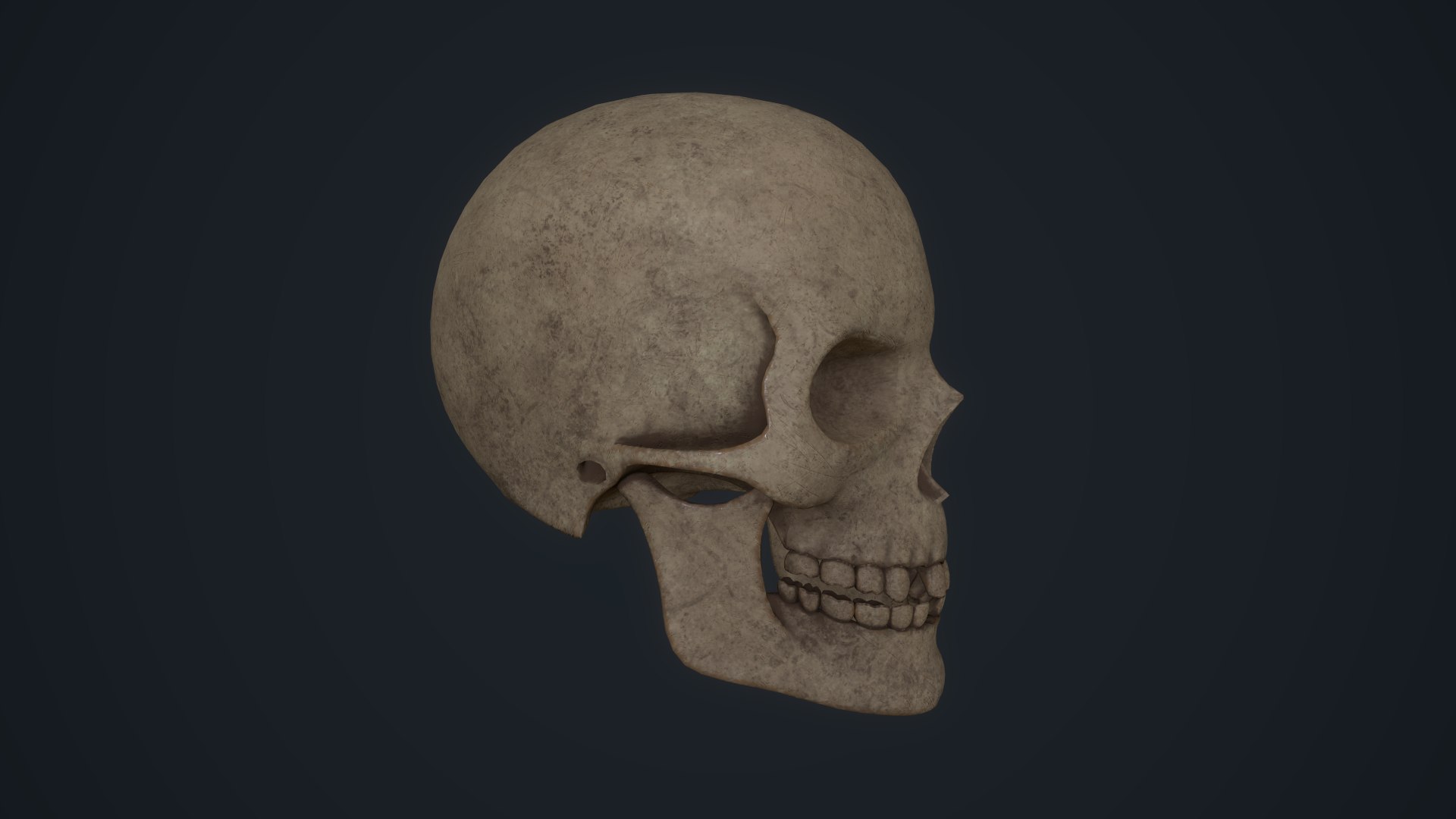 Skull Jawbone 3D - TurboSquid 1422723