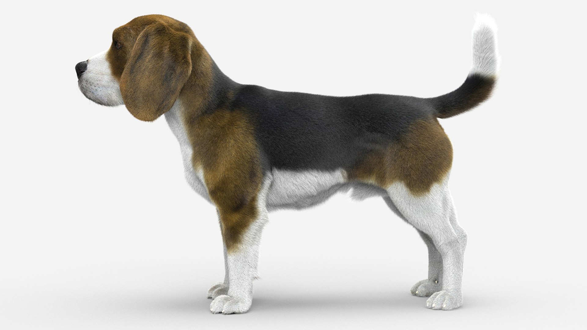 Dogs Collection 3D Model - TurboSquid 1743542