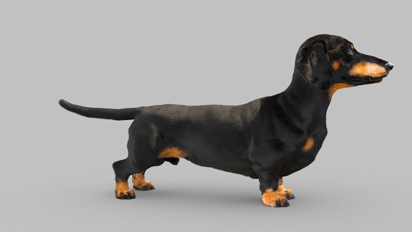 modelo 3d Colección de perros - TurboSquid 1743542