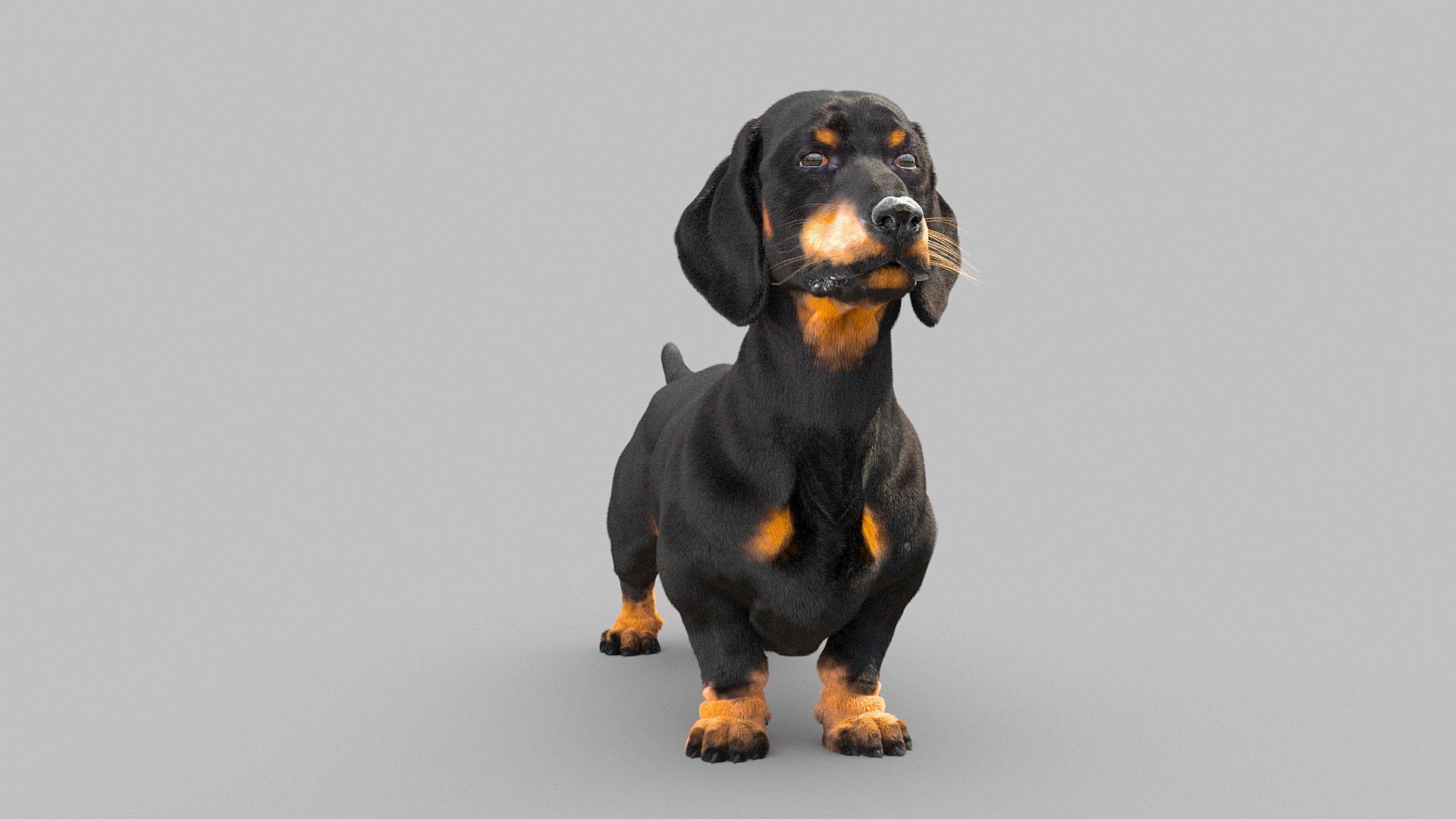 Dogs Collection 3D Model - TurboSquid 1743542