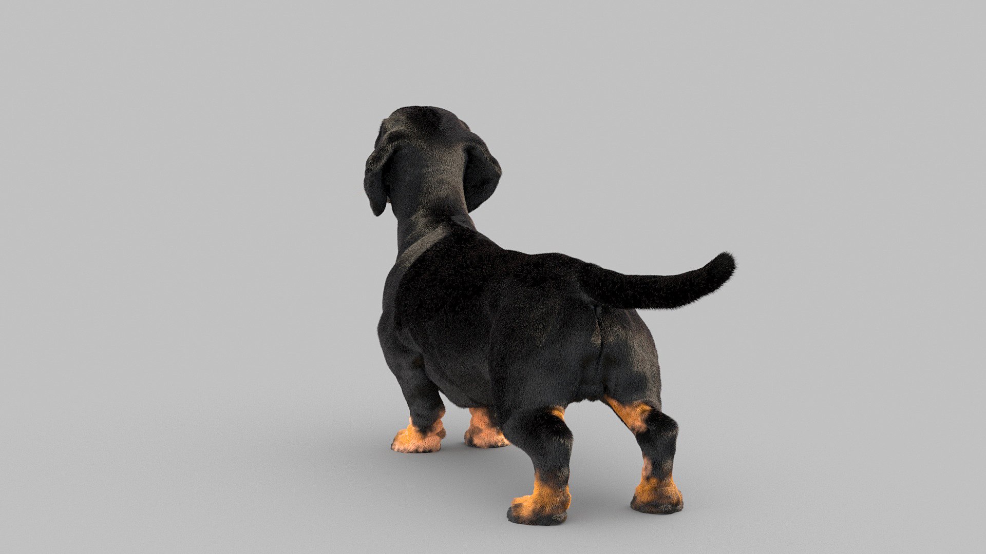 Dogs Collection 3D Model - TurboSquid 1743542