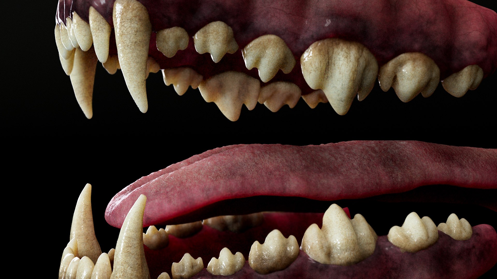 3D Realistic Wolf Mouth Anatomy - TurboSquid 2401432