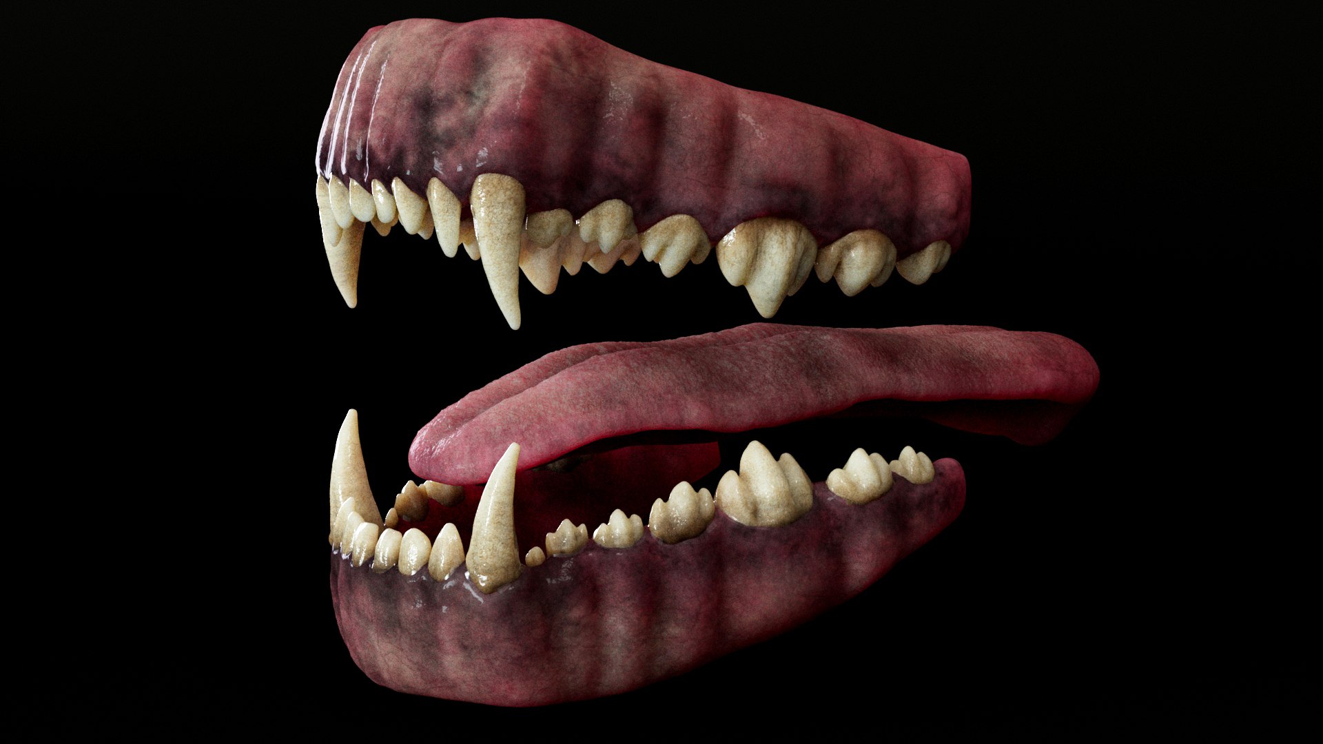 3D Realistic Wolf Mouth Anatomy - TurboSquid 2401432