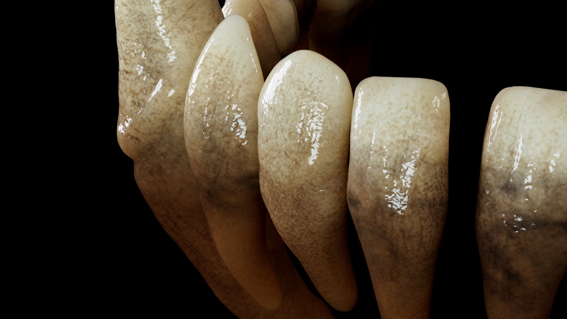 3D Realistic Wolf Mouth Anatomy - TurboSquid 2401432