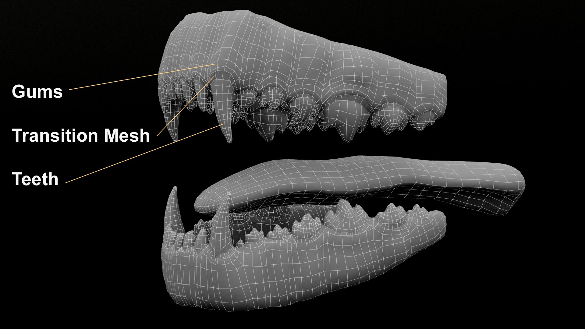 3D Realistic Wolf Mouth Anatomy - TurboSquid 2401432