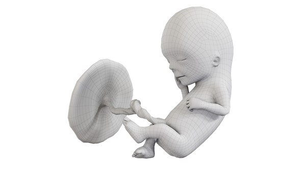 modèle 3D de Fetus semaine 12 animé - TurboSquid 1862866