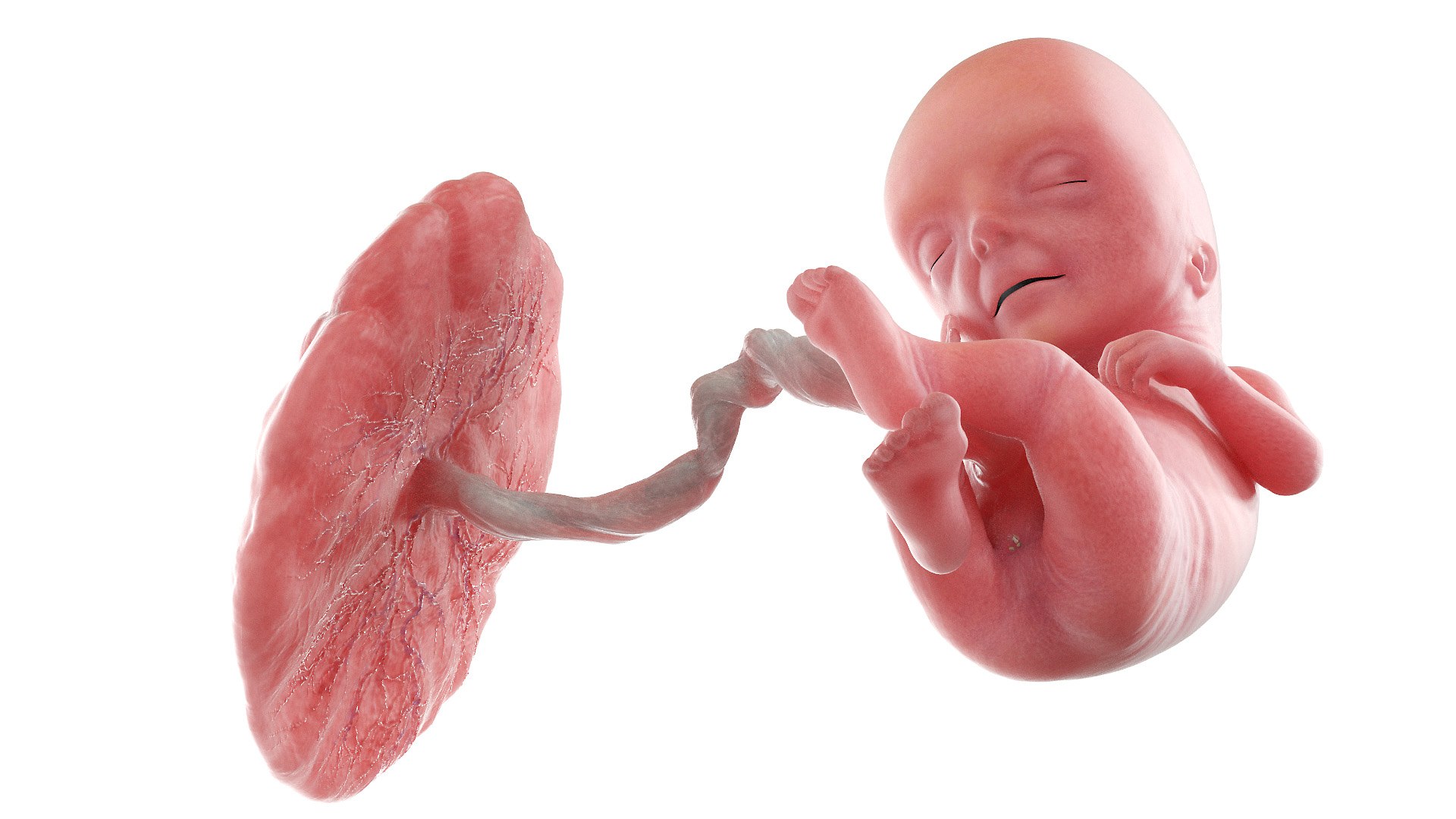 3D Fetus Week 12 Animated Model - TurboSquid 1862866