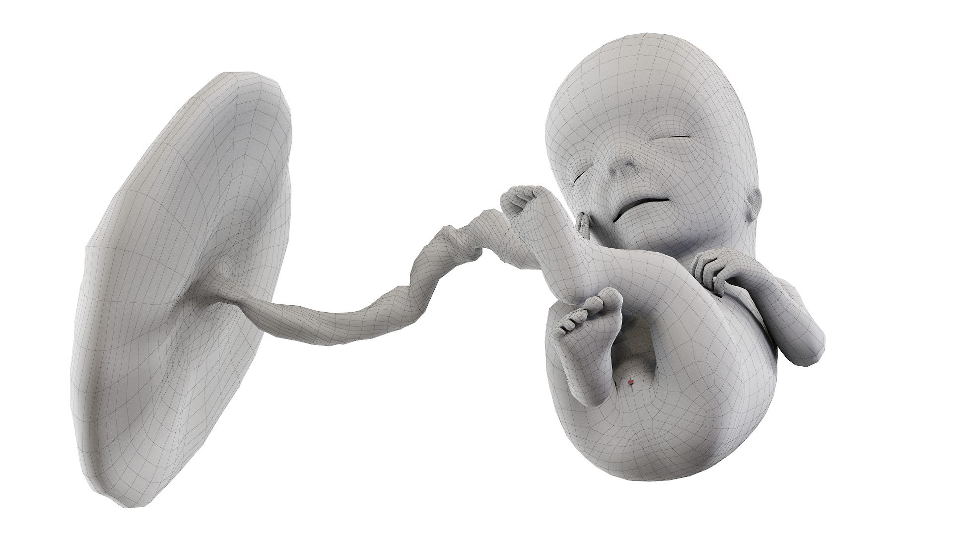 3D Fetus Week 12 Animated Model - TurboSquid 1862866