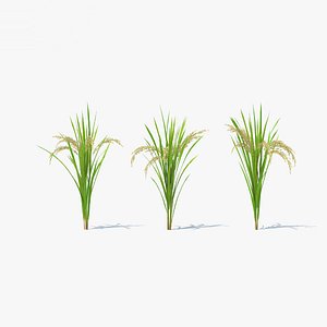 Free 3D Rice Models | TurboSquid