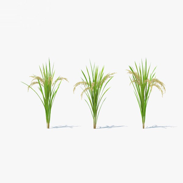 Free 3D Rice Models | TurboSquid