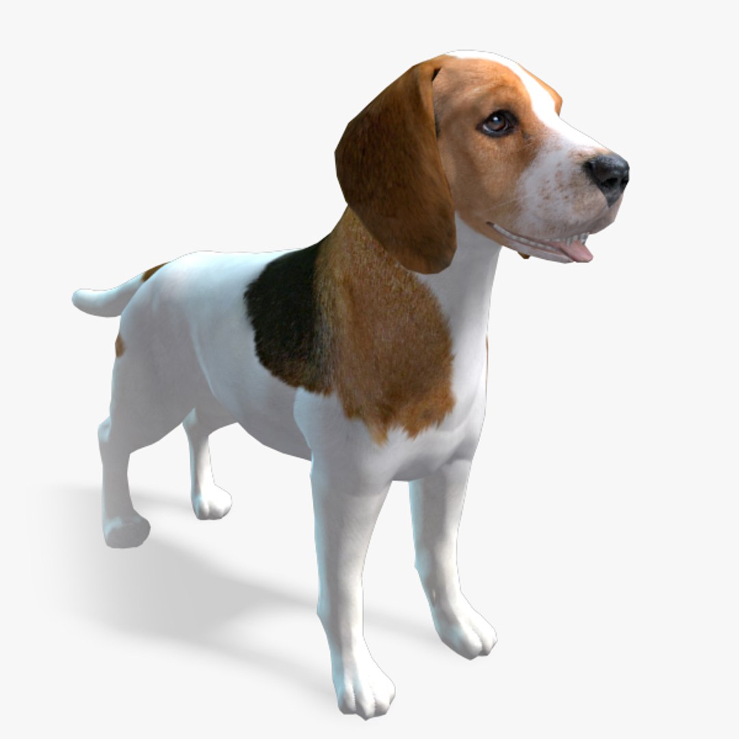 model of s dog beagle real-time