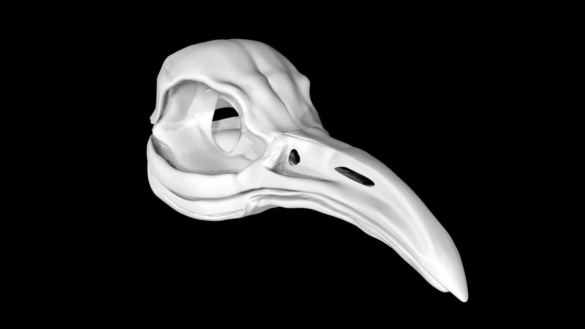 Bird Skulls 3D Model - TurboSquid 1967441
