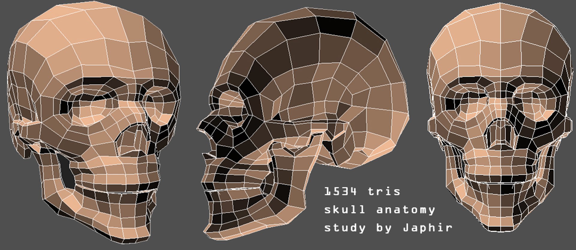 skull anatomy 3d model