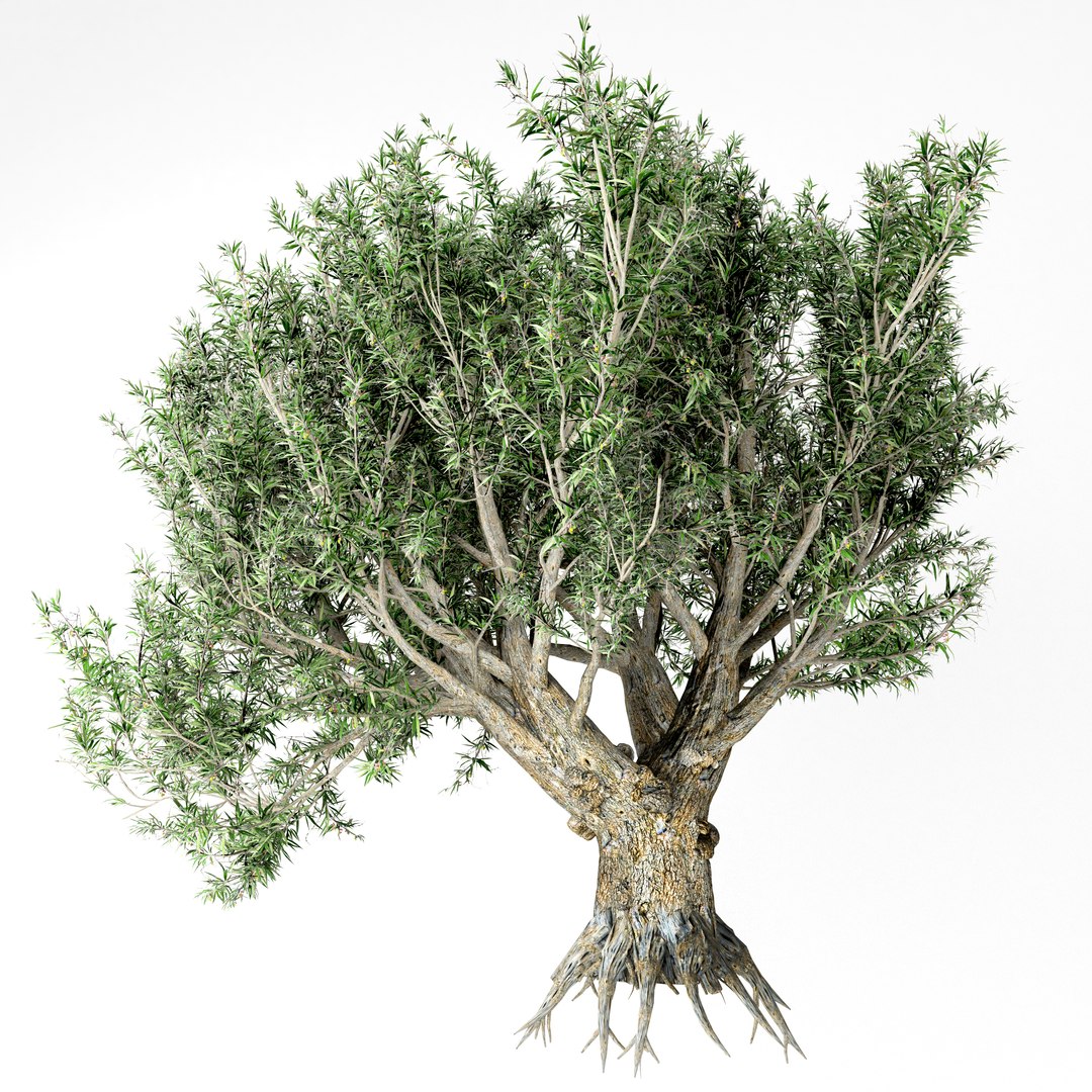Olive Tree 3D Model - TurboSquid 1703674