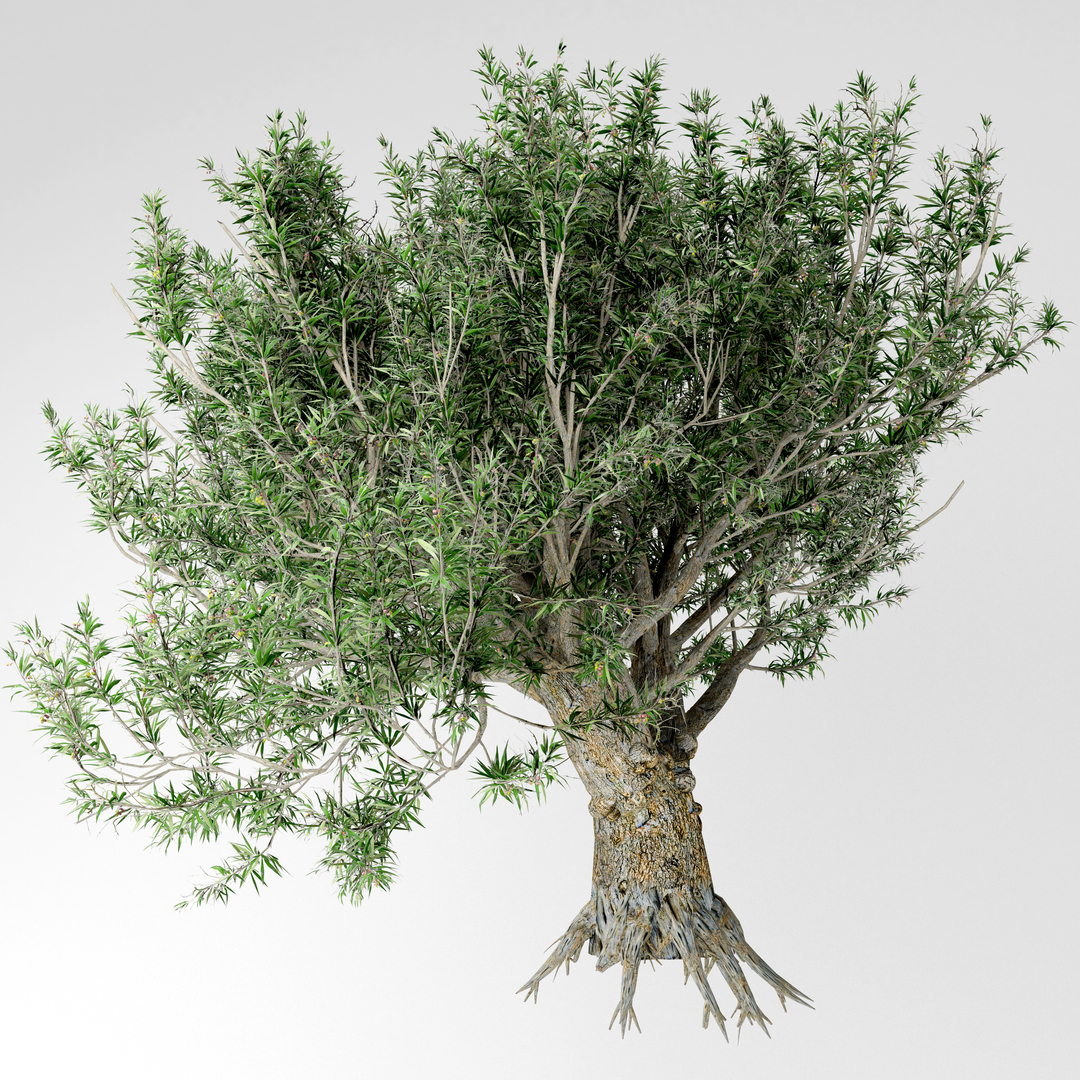 Olive tree 3D model - TurboSquid 1703674