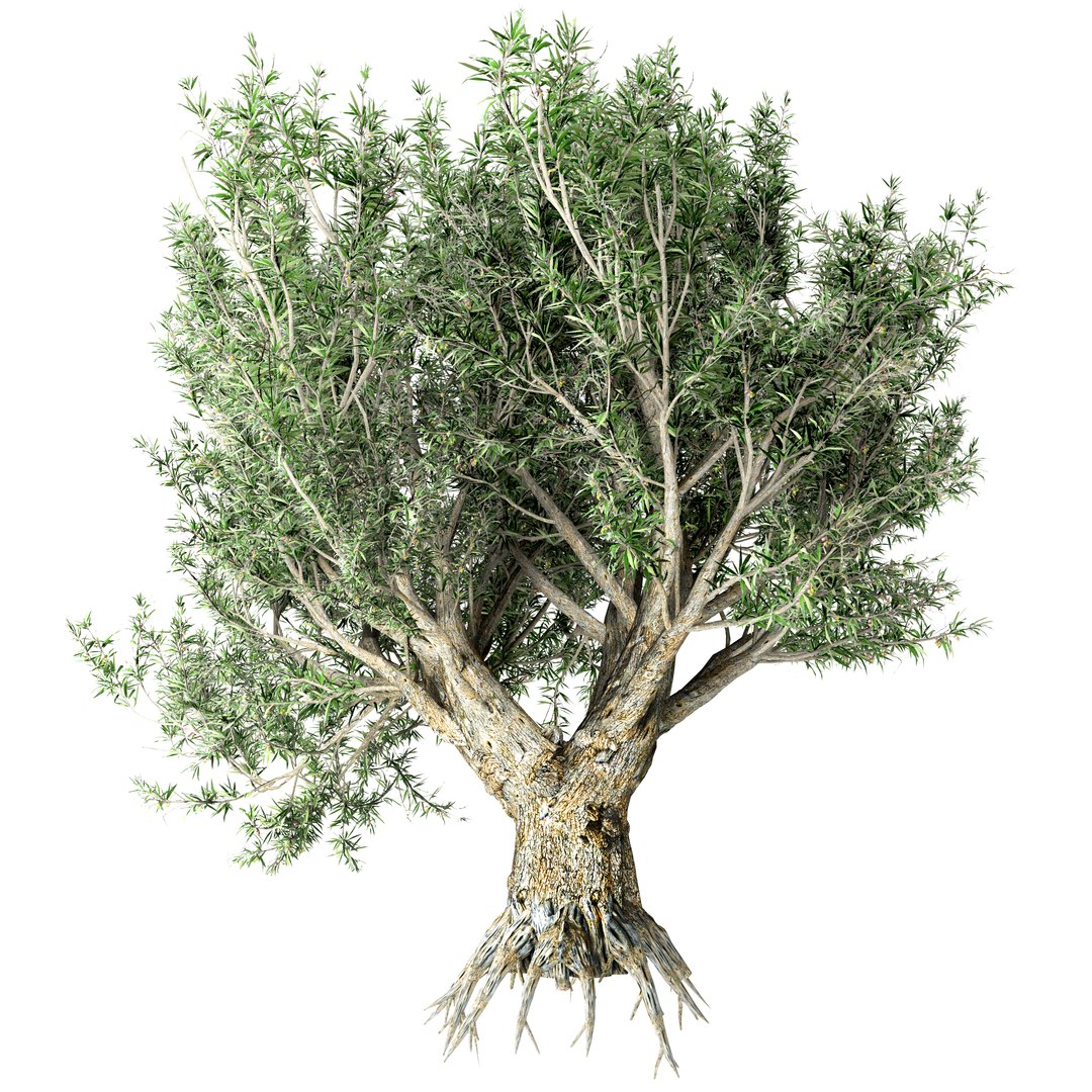 Olive tree 3D model - TurboSquid 1703674